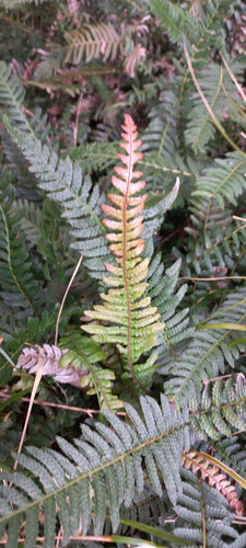 Doodia media - Rasp fern | NgatakiNativePlants