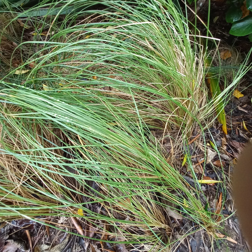 Poa Cita- Silver tussock | NgatakiNativePlants
