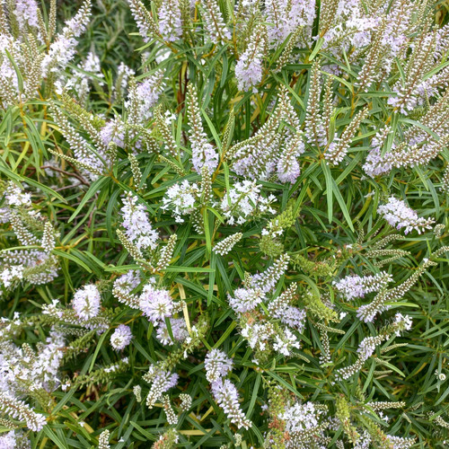 Hebe - Lavender Lace | NgatakiNativePlants