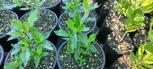 Coprosma robusta - Karamu | NgatakiNativePlants