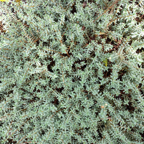 Pimelea prostrata - NZ Daphne | NgatakiNativePlants