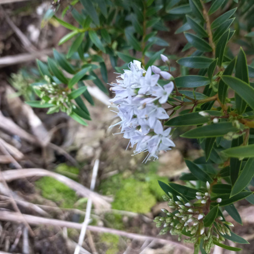 Hebe diosmifolia - Otari Delight | NgatakiNativePlants