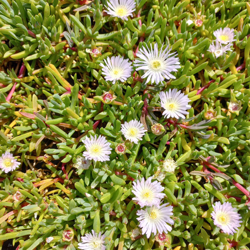 Disphyma australe - Native Ice Plant | NgatakiNativePlants