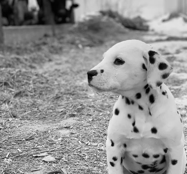 Dalmatian puppies near me store