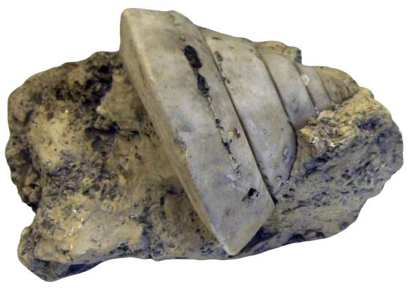 Fossil Hunting on the Isle of Portland on the Jurassic Coast of Dorset ...