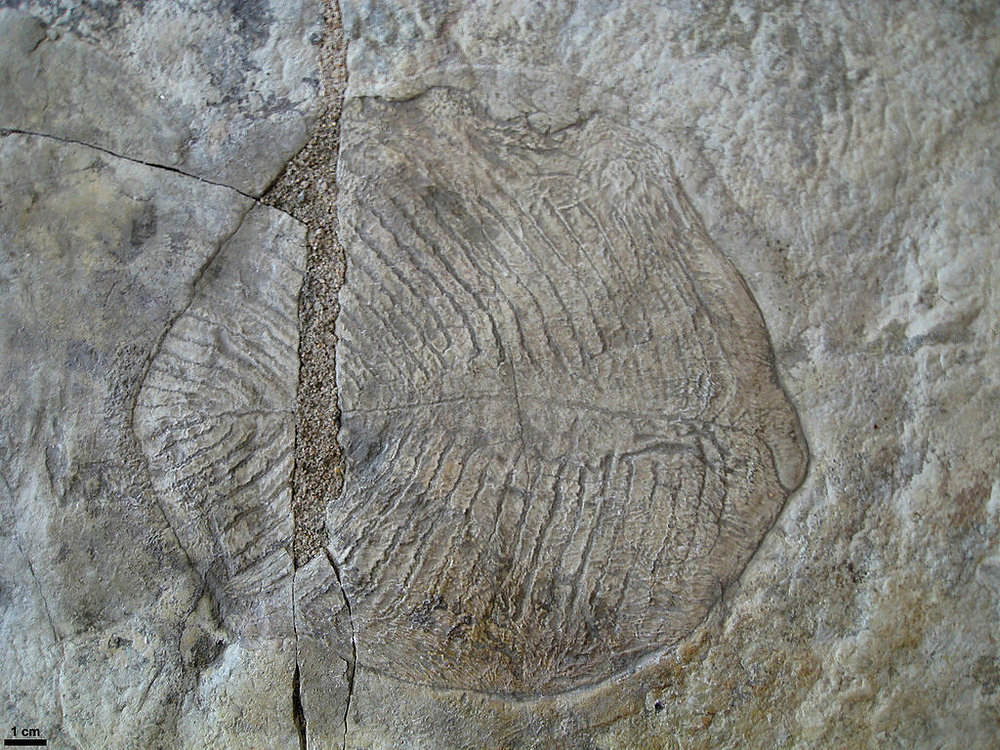 Fossil Coast Geo Travel Guide Explores the Ediacara Hills of Flinders ...