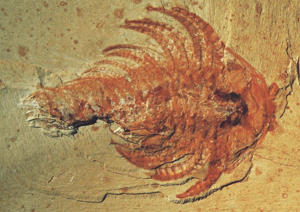 Fossil Coast Geo Travel Guide Explores The Chengjiang Fossil Site in ...