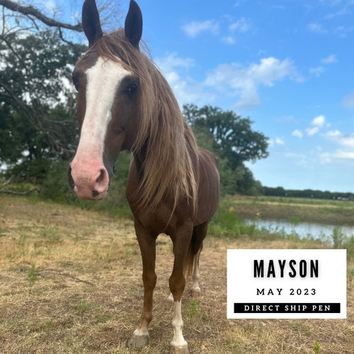 Mayson | All Seated In a Barn