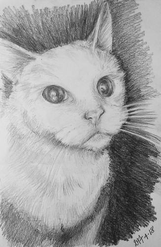 Senior Cat | DFrancisco:Artist