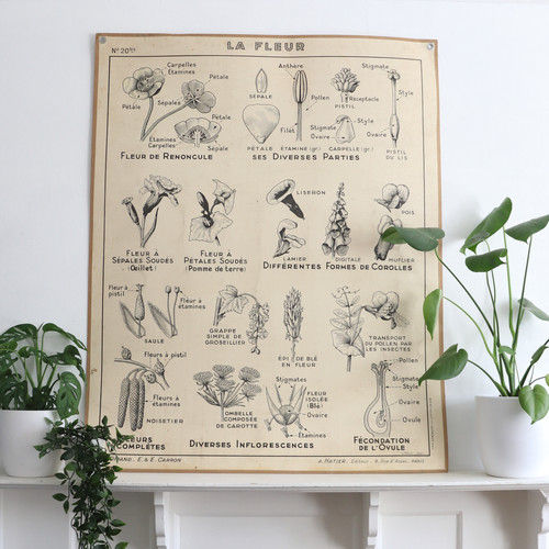 Large Vintage Double Sided French Educational Chart | Owl and the Elephant