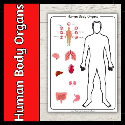 Human Body Organs Worksheet | PrimaryResourceRack