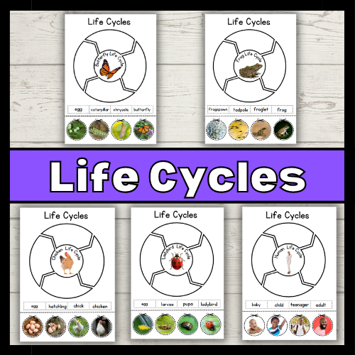 Life Cycles Worksheets | PrimaryResourceRack