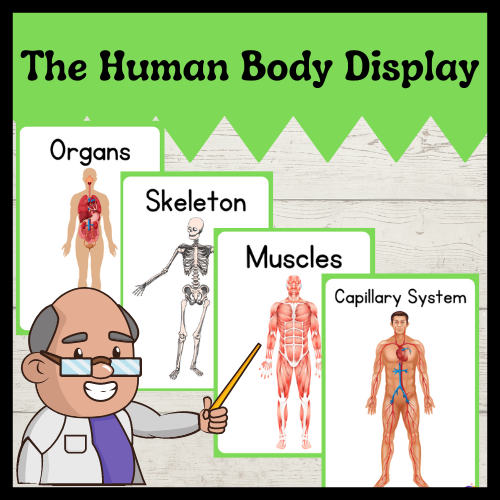The Human Body Display | PrimaryResourceRack
