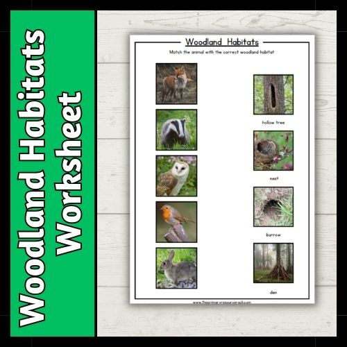 Woodland Habitats Worksheet | PrimaryResourceRack