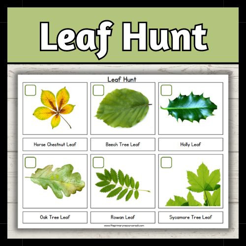 'Leaf Hunt' Worksheet | PrimaryResourceRack