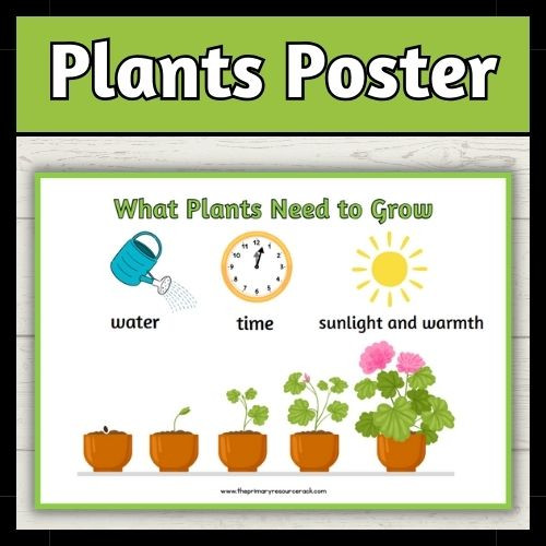 What Plants Need to Grow Classroom Poster | PrimaryResourceRack