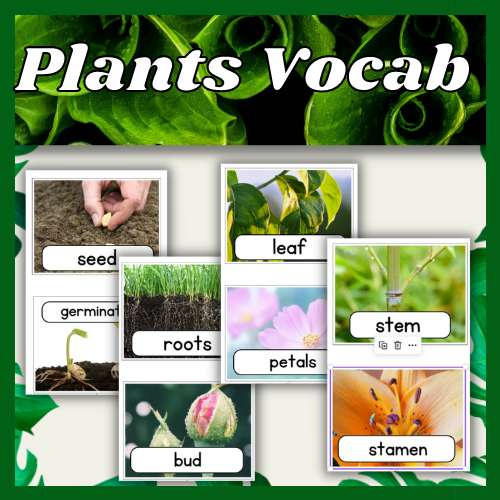 Plants Display Vocabulary | PrimaryResourceRack