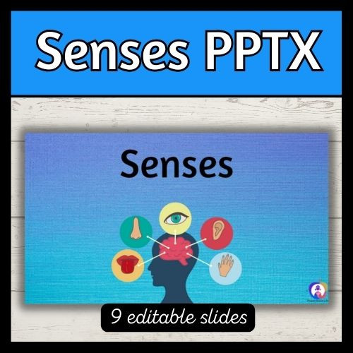 The 5 Senses PPTX | PrimaryResourceRack