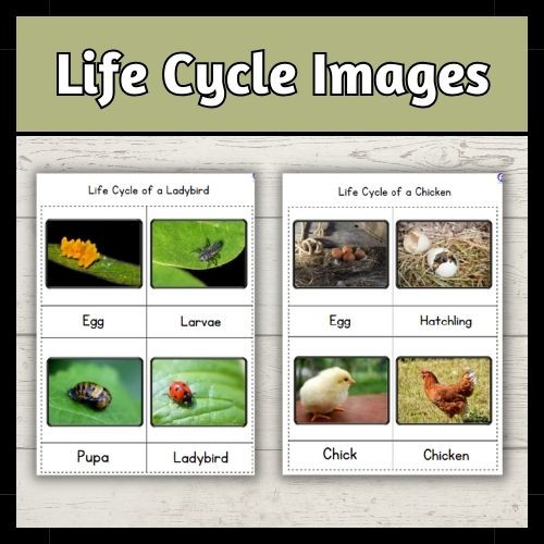 Life Cycles Images | PrimaryResourceRack