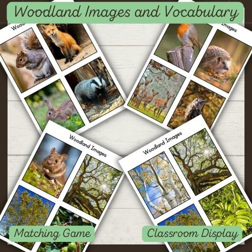 Woodland Images and Vocabulary | PrimaryResourceRack