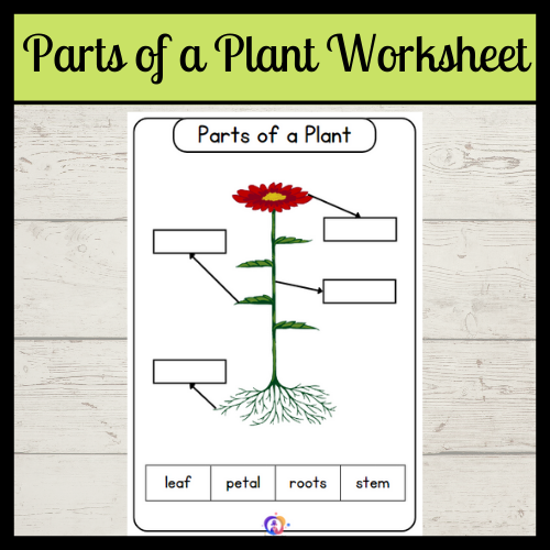 Parts of a Plant Worksheet | PrimaryResourceRack