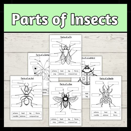 Parts of Insects Worksheets | PrimaryResourceRack