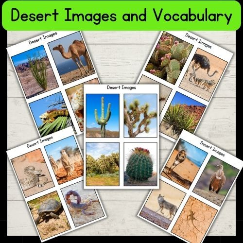 Desert Images and Vocabulary | PrimaryResourceRack