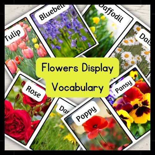 Flowers Display Vocabulary | PrimaryResourceRack