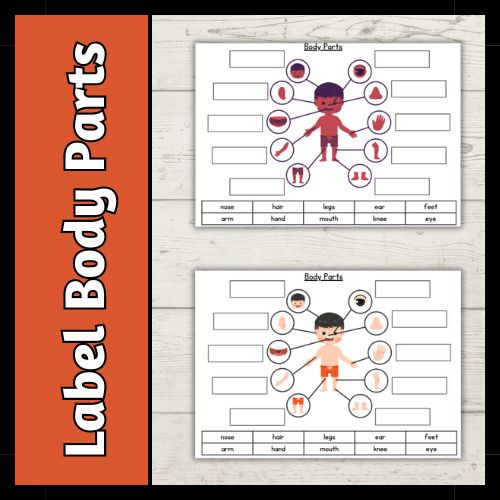 Body Parts Worksheet | PrimaryResourceRack