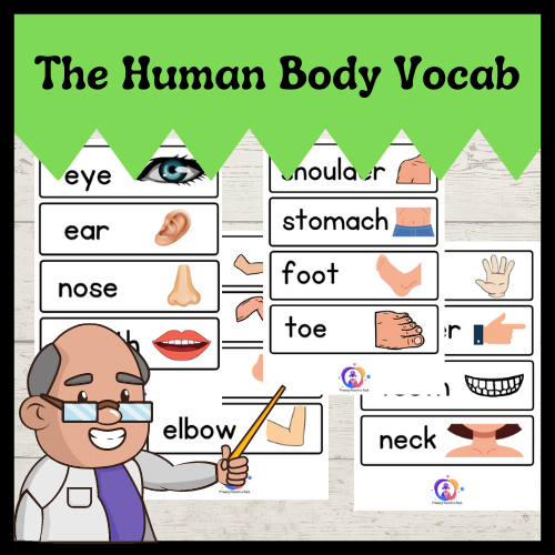 The Human Body Vocabulary Display | PrimaryResourceRack