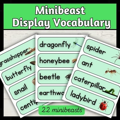 Minibeasts Classroom Display Vocabulary | PrimaryResourceRack