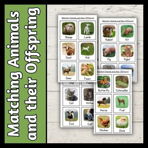Matching Animals and their Offspring Activity | PrimaryResourceRack