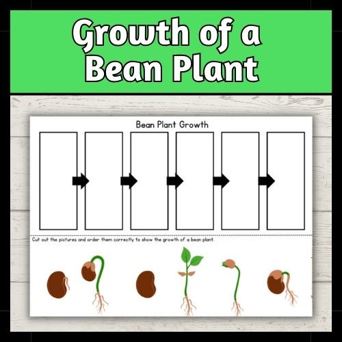 Bean Plant Growth Worksheet | PrimaryResourceRack