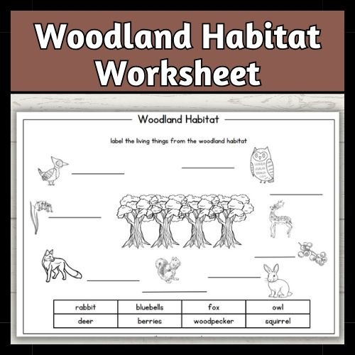 Woodland Habitat Worksheet | PrimaryResourceRack