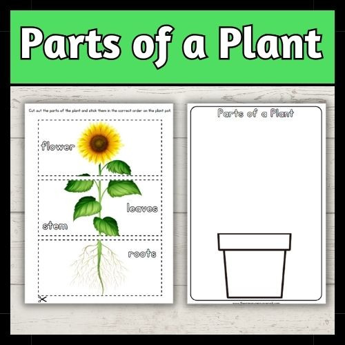 Parts of a Plant Worksheet | PrimaryResourceRack
