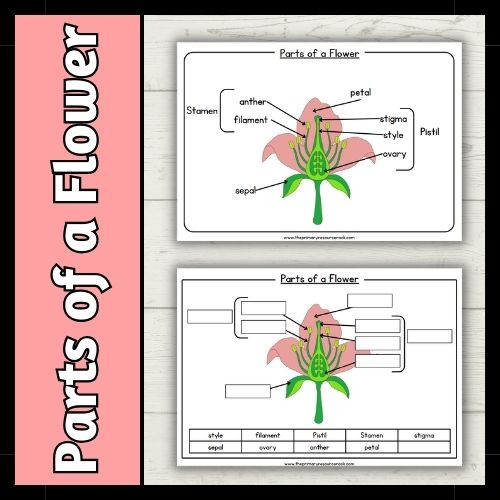Parts of a Flower Worksheet | PrimaryResourceRack