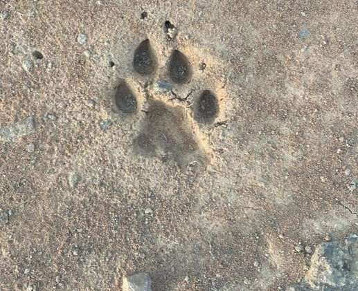 Meet our Cheetahs | Cheetah Experience | South Africa | Conservation