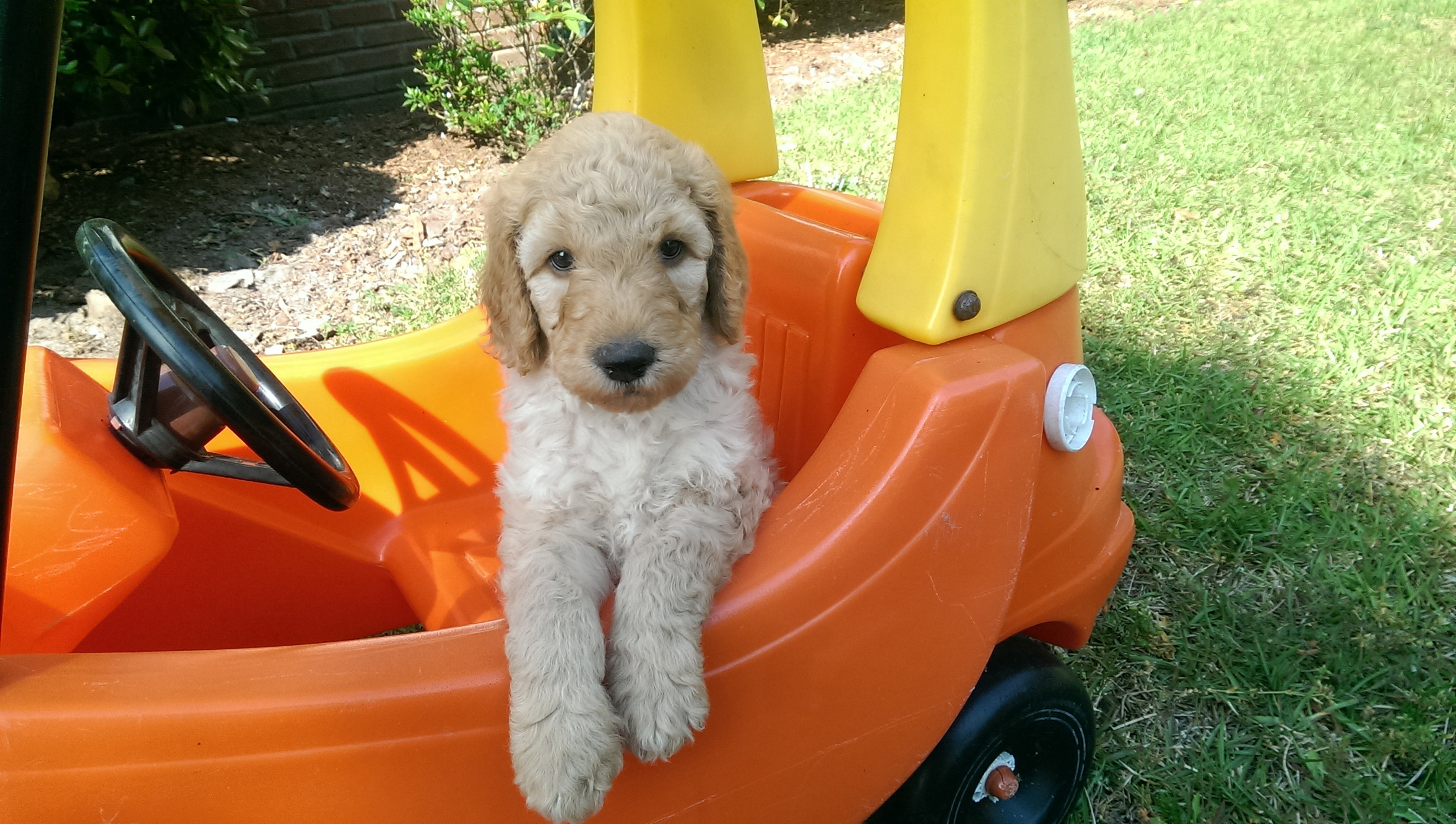 Dog Breeder | All Things, Beautiful And Devoted Dogs