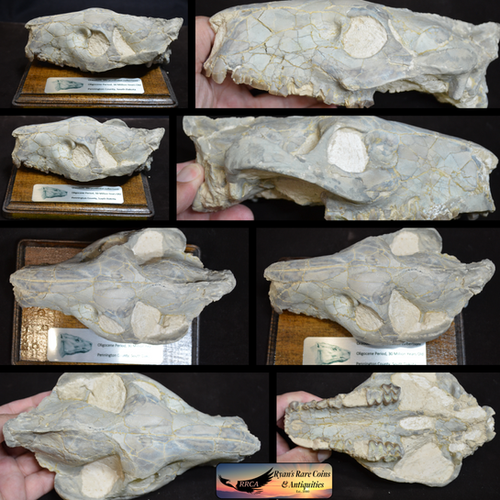 Oreodont Upper Skull, Merycoidodon, Fossil, Badlands S Dakota ...