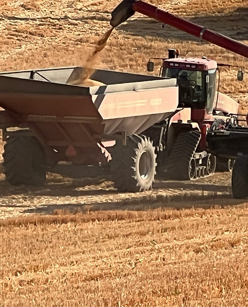 Twain's Grains: Harvesting Flavors in Walla Walla's Wheat & Flour ...