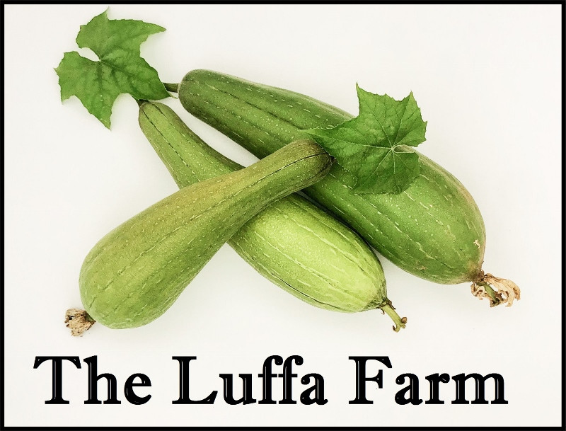 The Luffa Farm
