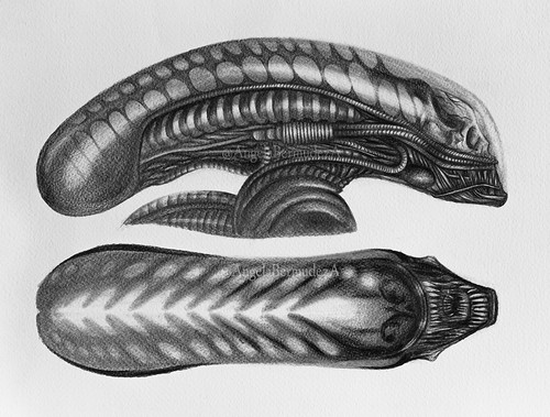 Xenomorph Study | angelabermudez