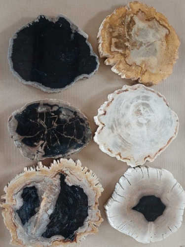 Petrified Wood Color | IndoGemstone