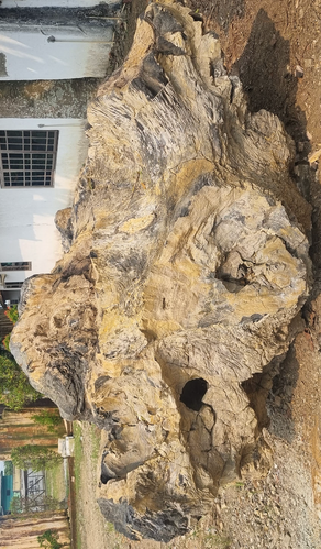 Large Petrified Root Tree for sale | IndoGemstone