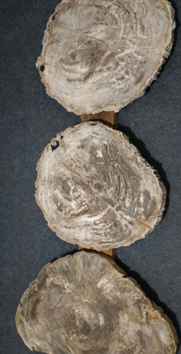 Stone Tree Petrified Wood Slab | IndoGemstone