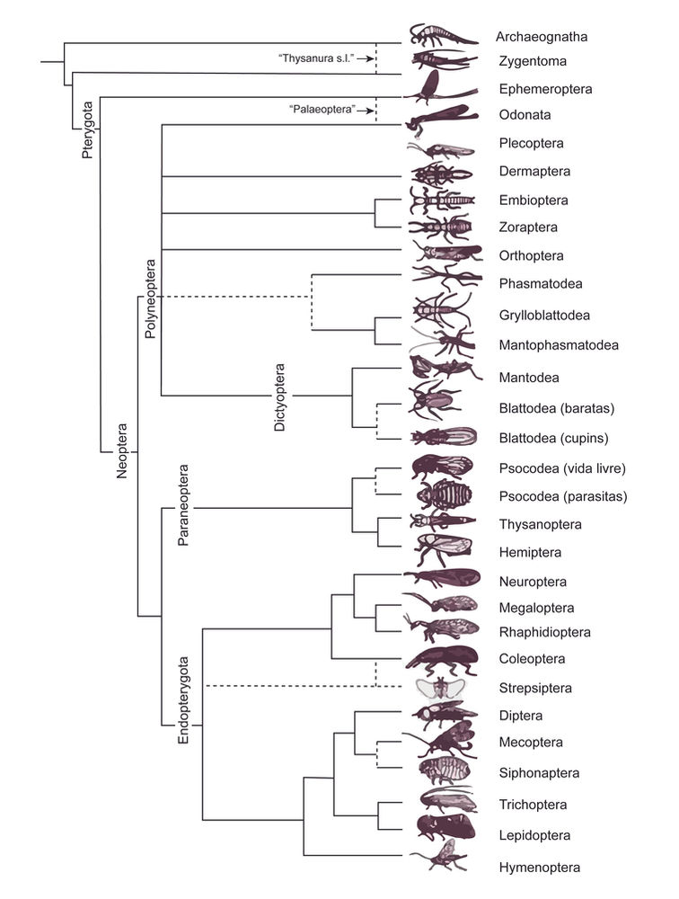 Insetos e a biodiversidade