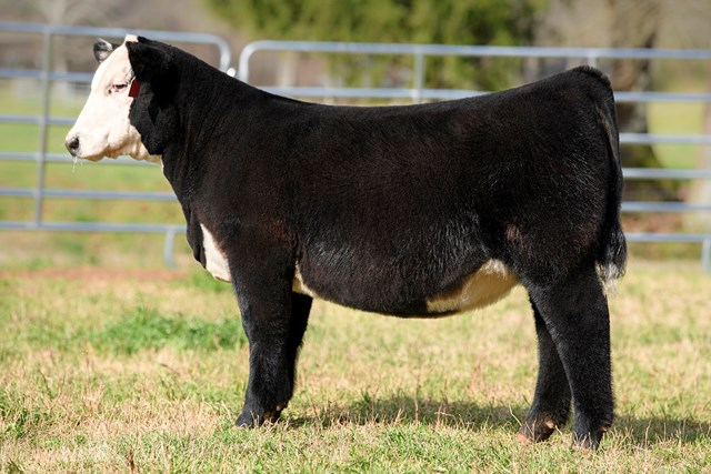 SHIRLEY SHOW CATTLE RIPE FOR THE PICKIN STEER & HEIFER SALE - GA