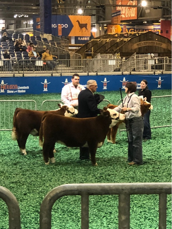 Mini Herefords Take on Houston Stock Show
