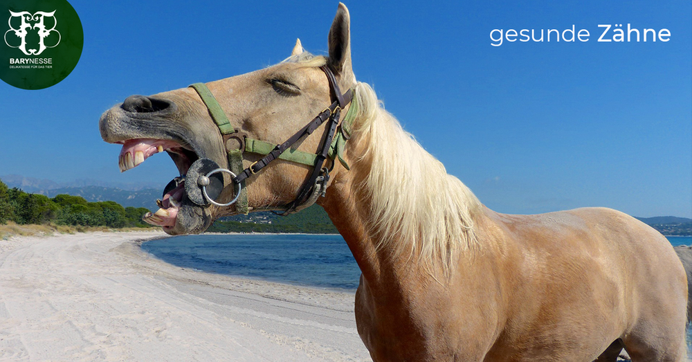 Zahngesundheit beim Pferd