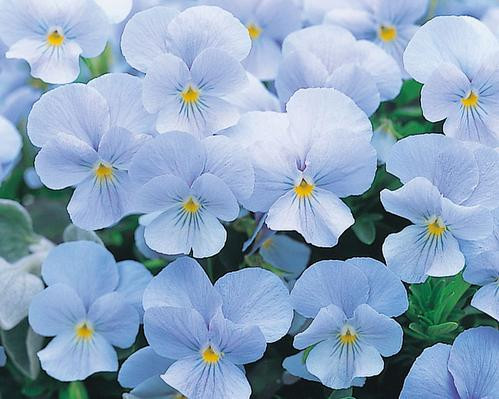 Viola Gem Heavenly Blue Flower Seeds | GreenOxyHome.ComCopy